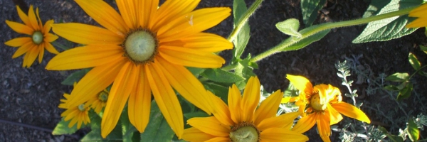 Home - Merlin's Garden